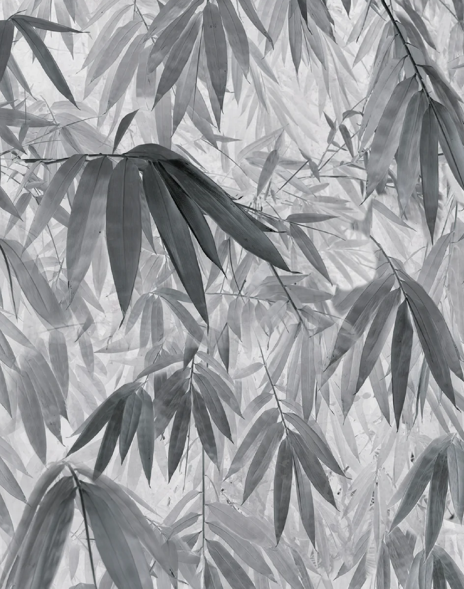 Bamboo Breeze - Haze, PM165-06 – The Pattern Collective