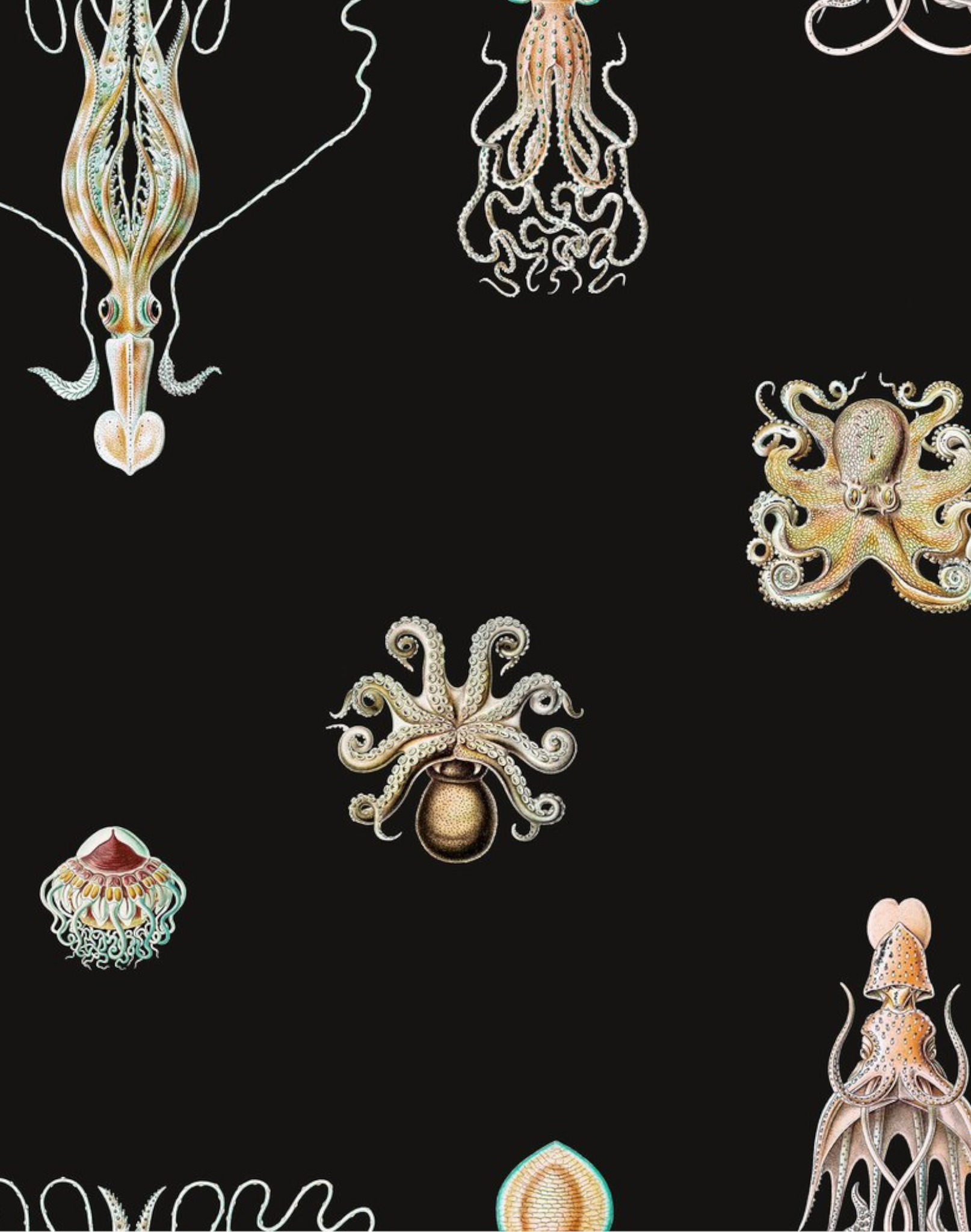 Consortium, Noctaluca – The Pattern Collective