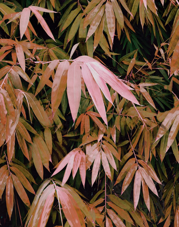 Bamboo Breeze - Red, PM165-05 – The Pattern Collective