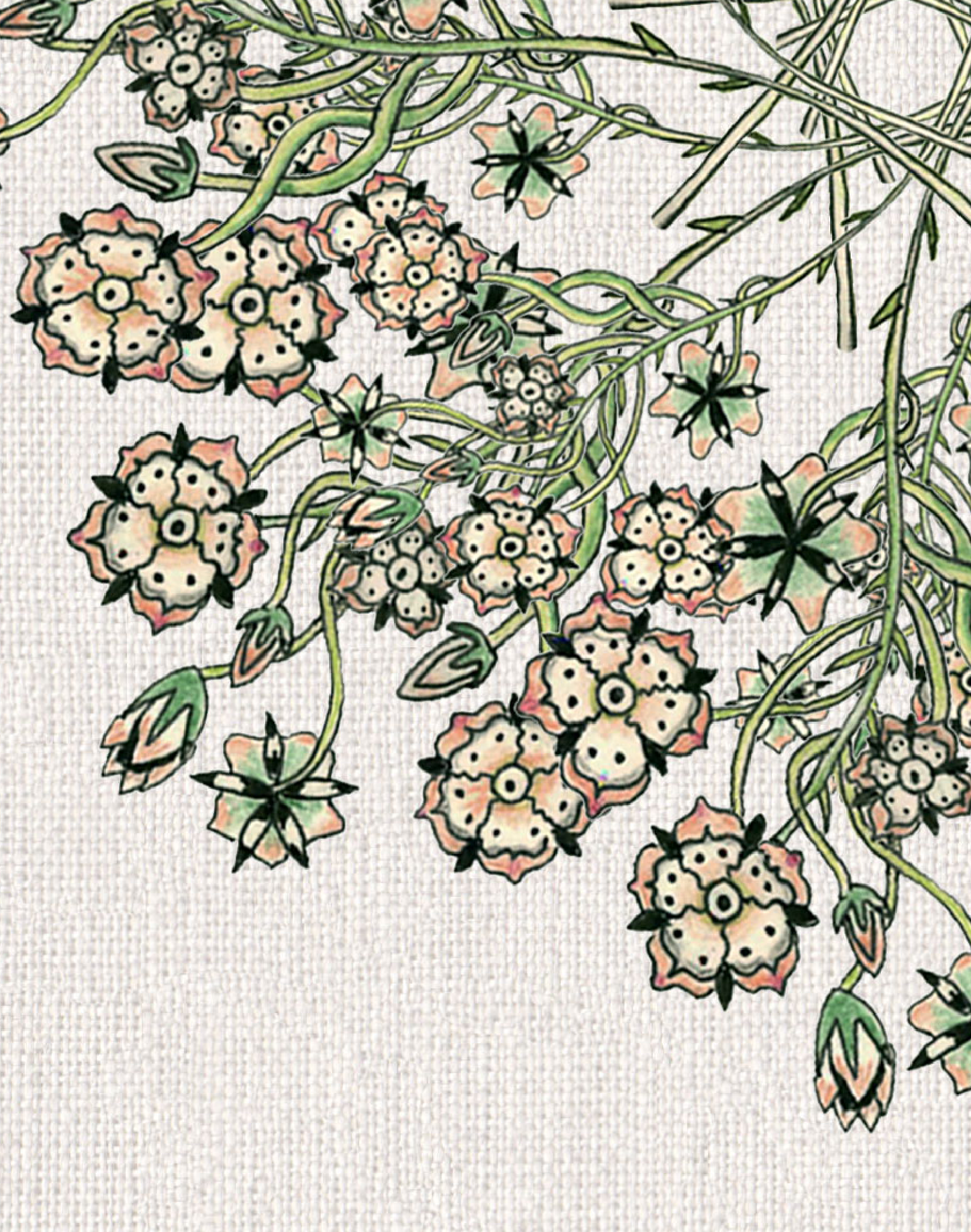 Venus Flower, Natural – The Pattern Collective