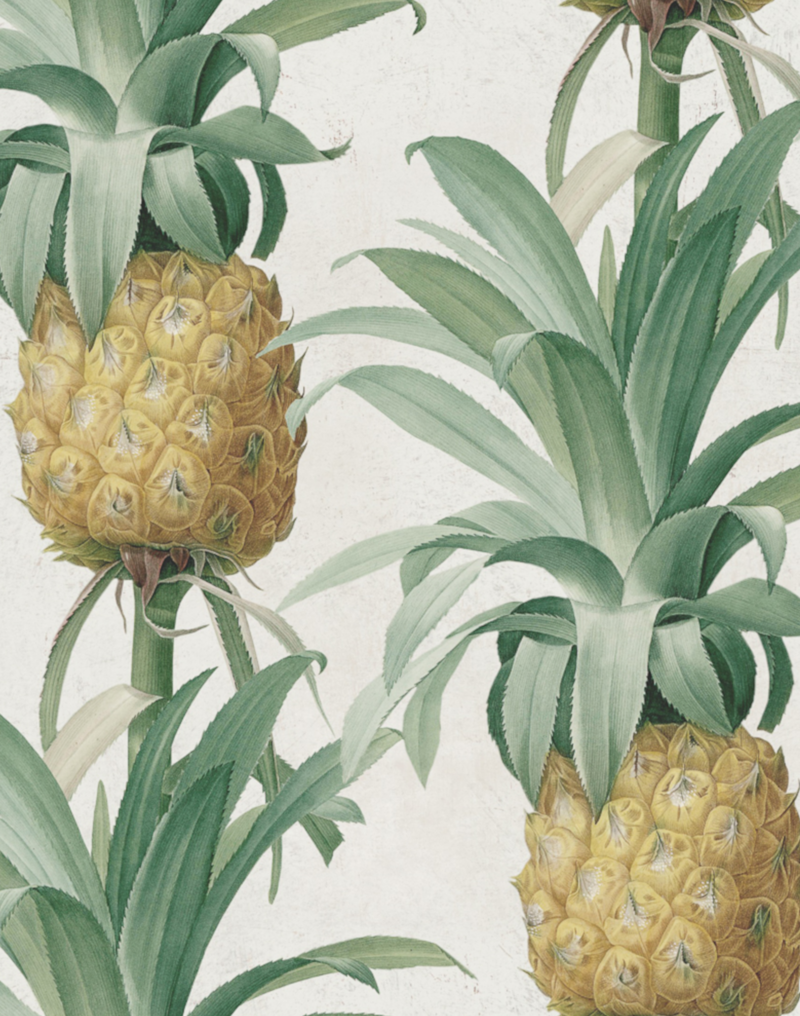 Ananas – The Pattern Collective